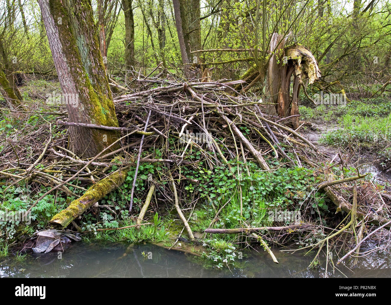 Beverburcht Biesbosch; Beaver Castle Biesbosch Stock Photo - Alamy