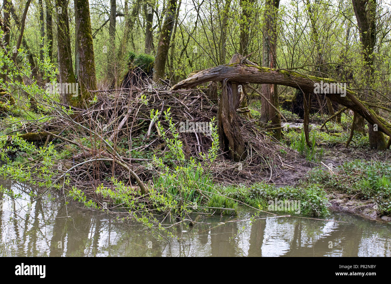 Beverburcht Biesbosch; Beaver Castle Biesbosch Stock Photo - Alamy