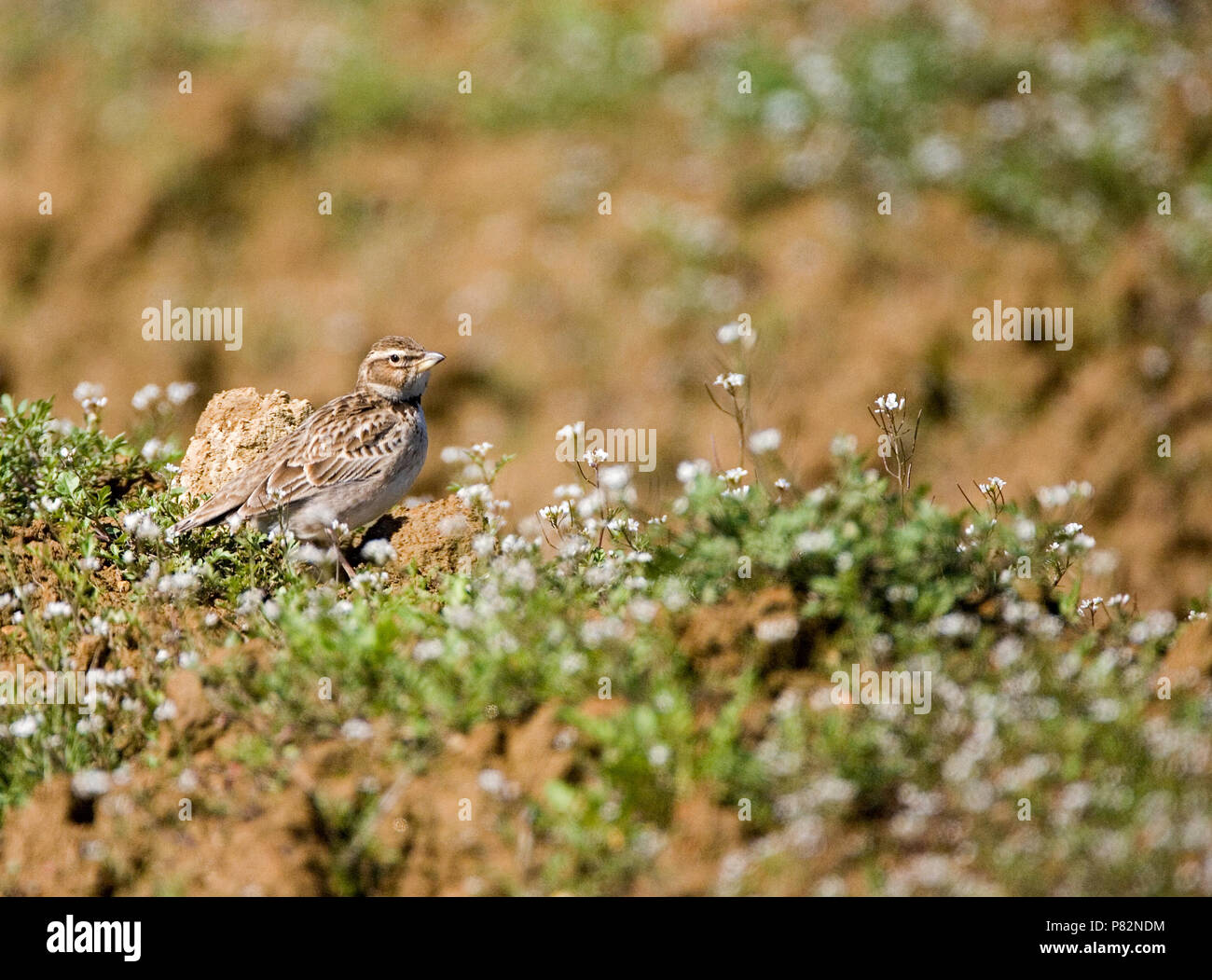 Field Lark High Resolution Stock Photography and Images - Alamy