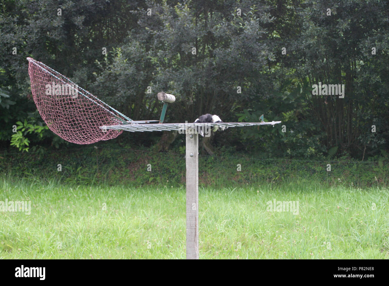 Magpie Trap High Resolution Stock Photography and Images - Alamy
