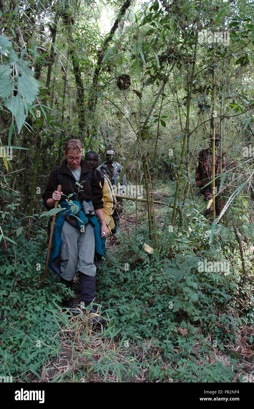Gorilla tocht, Gorilla trekking Stock Photo - Alamy