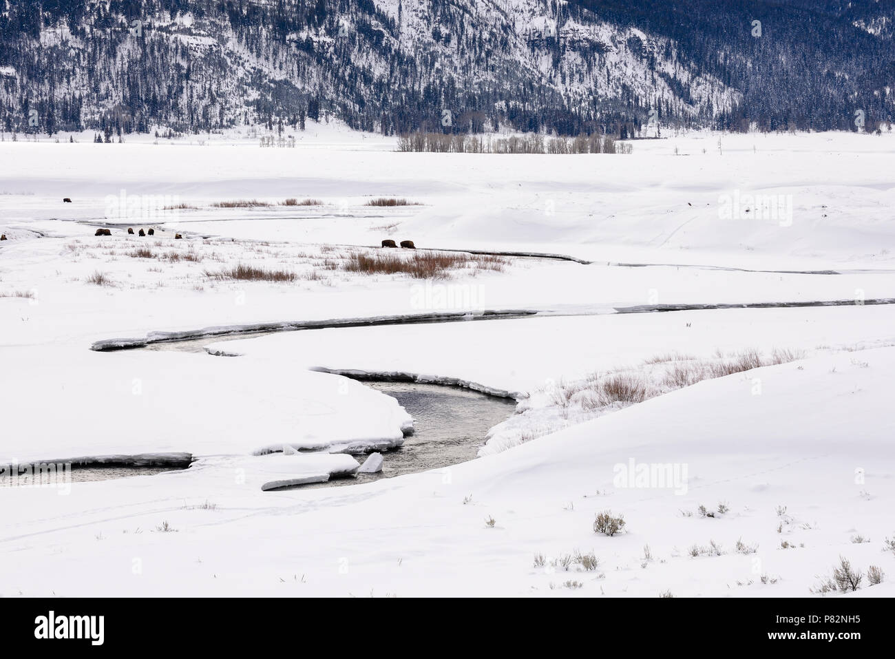 Bisons in Lamar Valley Yellowstone Stock Photo - Alamy