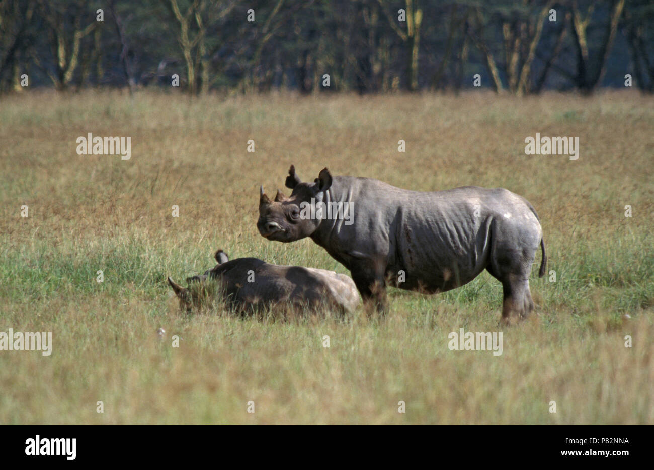 Zwarte Neushoorn; Black Rhinoceros Stock Photo - Alamy