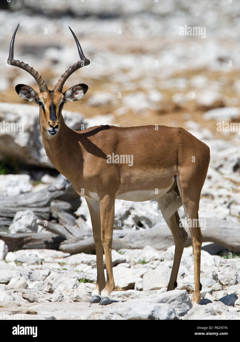 Impala bok Namibie, Black-faced Impala ram Namibia Stock Photo - Alamy
