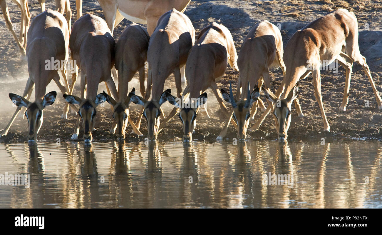 National park namibia impala rooibok hi-res stock photography and ...