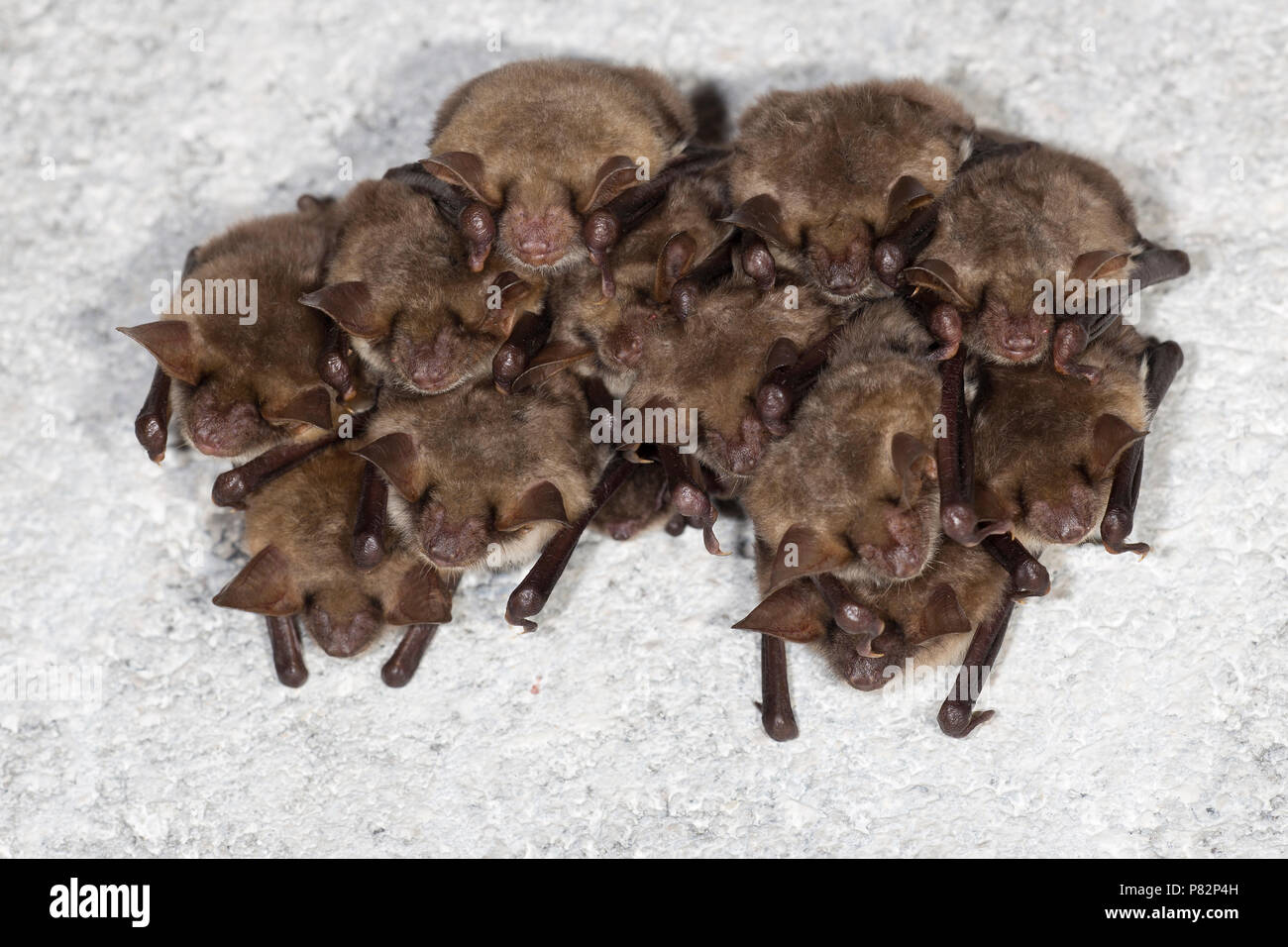 Polen flora fauna hi-res stock photography and images - Alamy