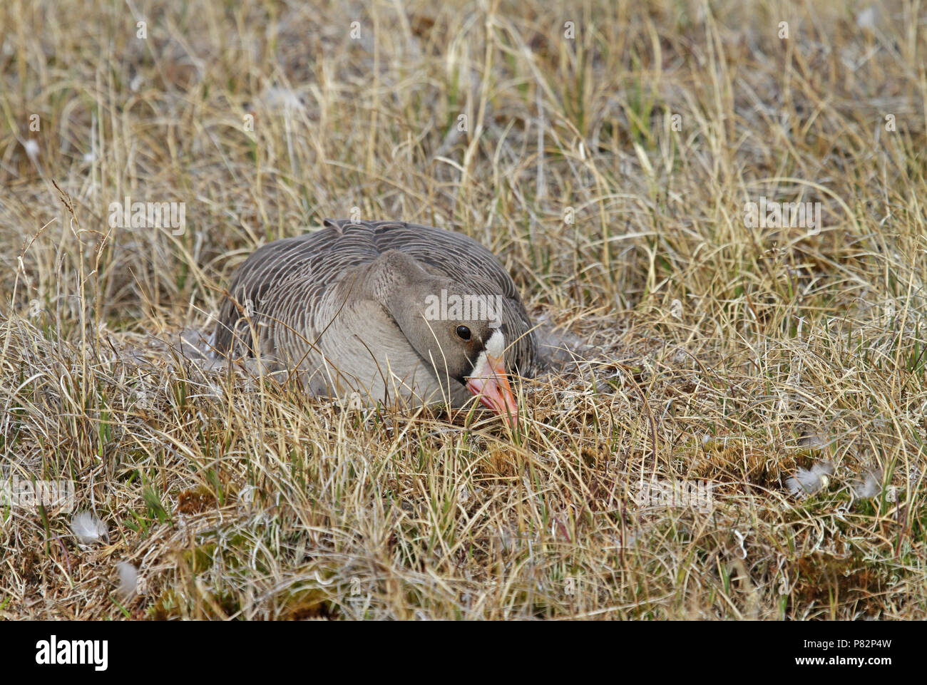 Goose breeding hi-res stock photography and images - Alamy