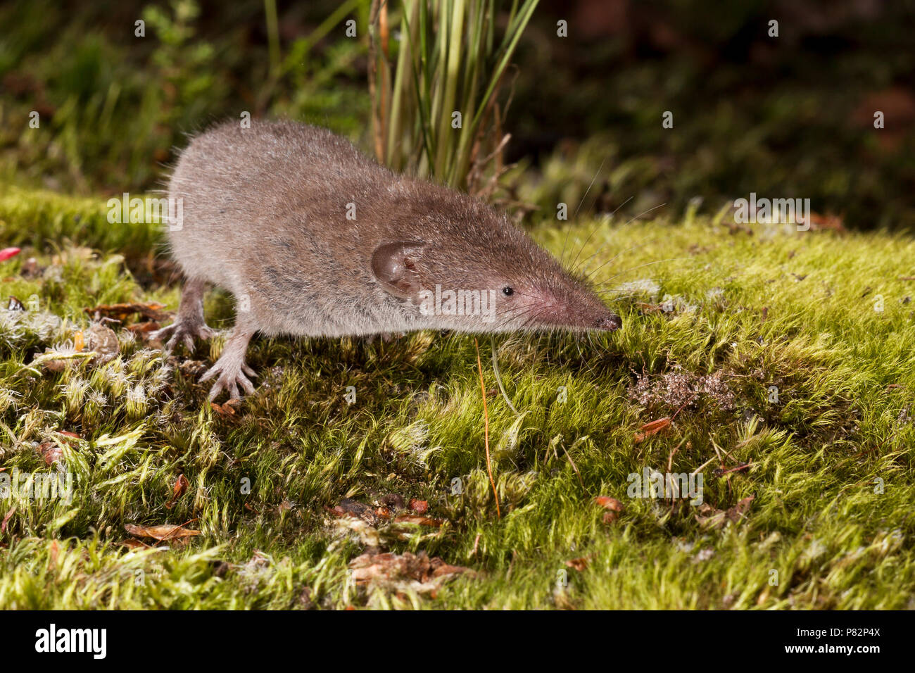 Greater white toothed shrew crocidura russula hi-res stock photography ...