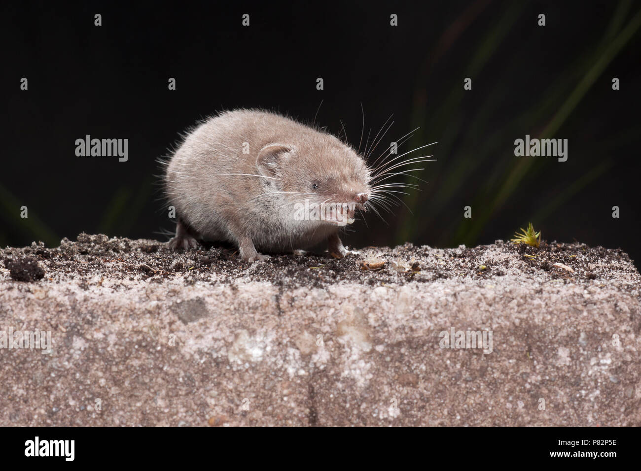 Huisspitsmuis op de grond; Greater White-toothed Shrew on the ground ...