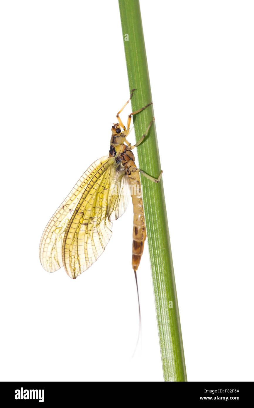 Breedstreepeendagsvlieg, Green drake, Ephemera danica Stock Photo - Alamy