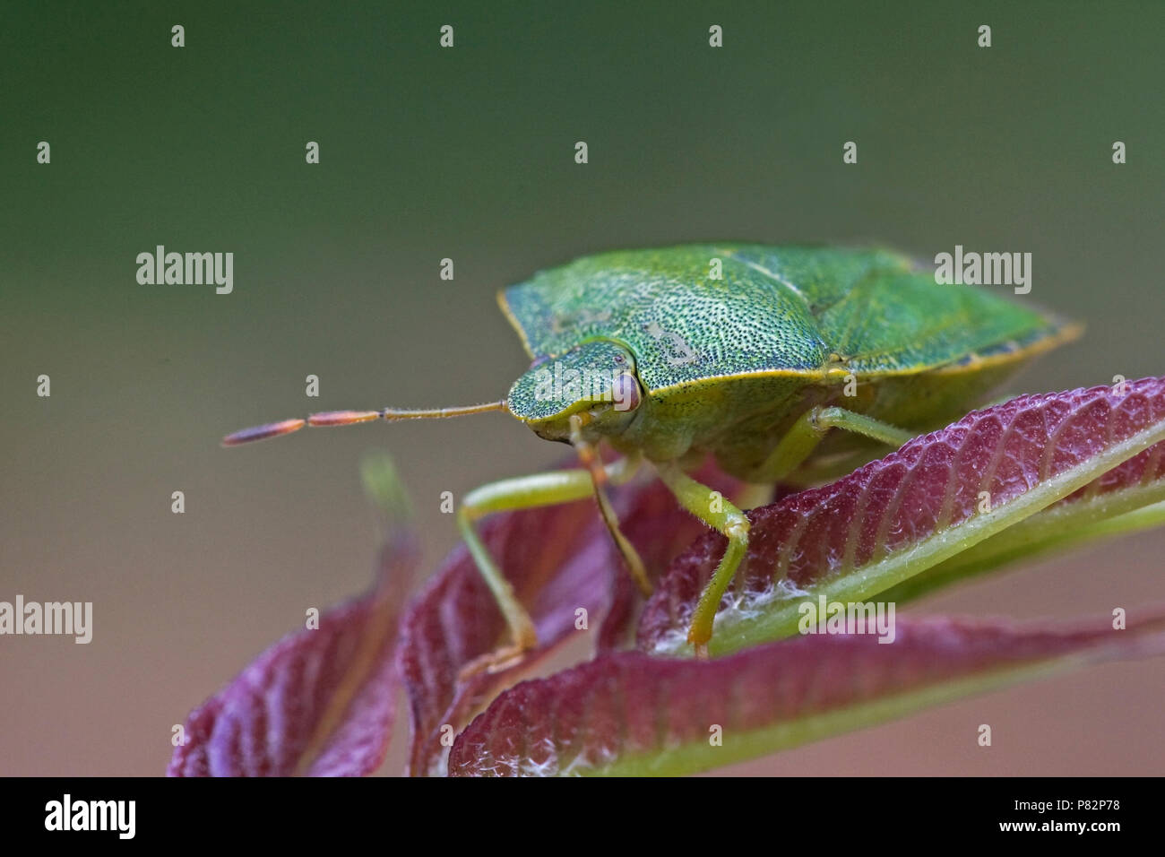 Green Shield Bug Stock Photo - Alamy