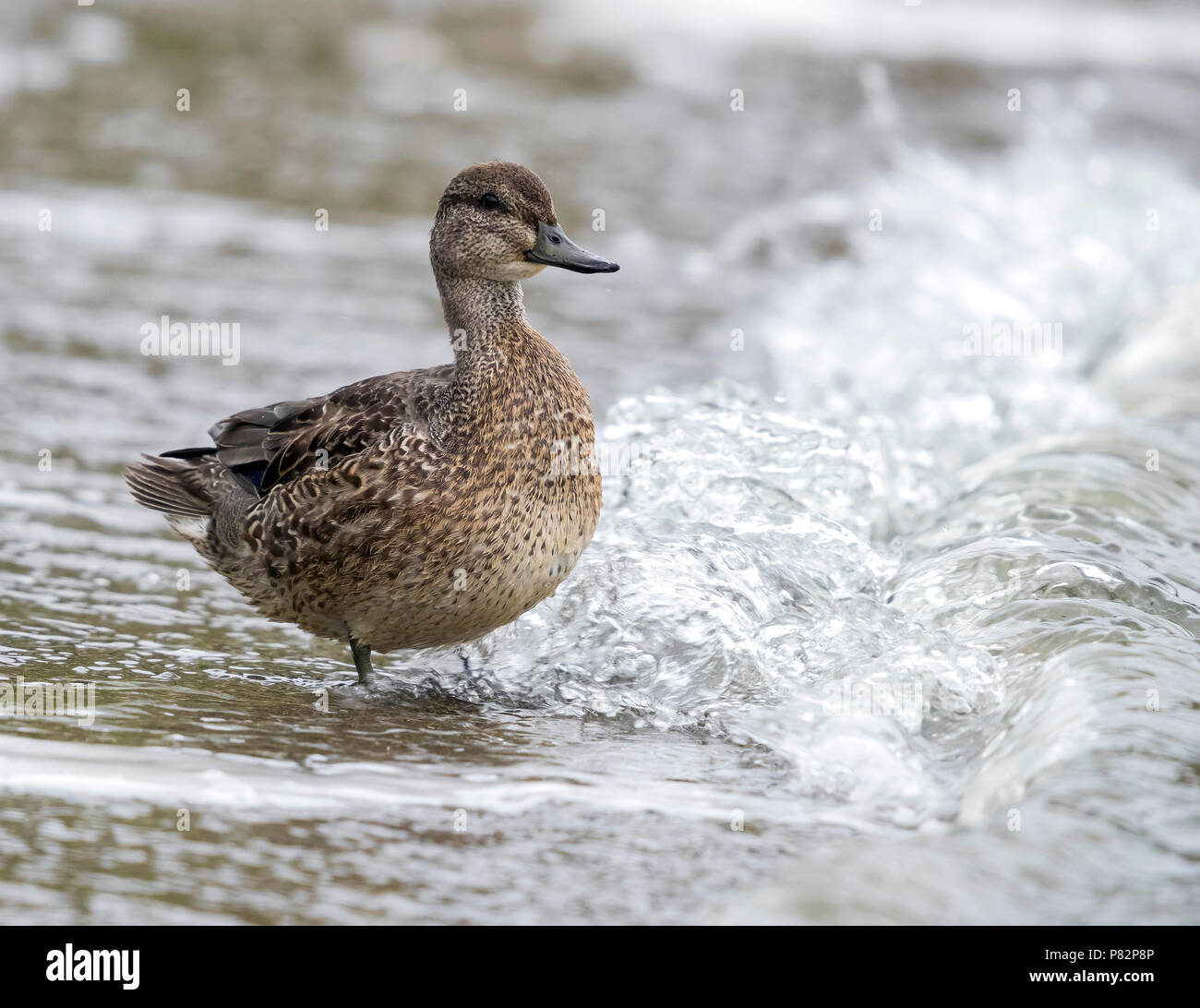Eclipse Drake Blue Winged Teal