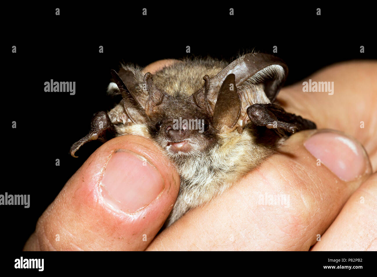 Grey Long Eared Bat High Resolution Stock Photography and Images - Alamy