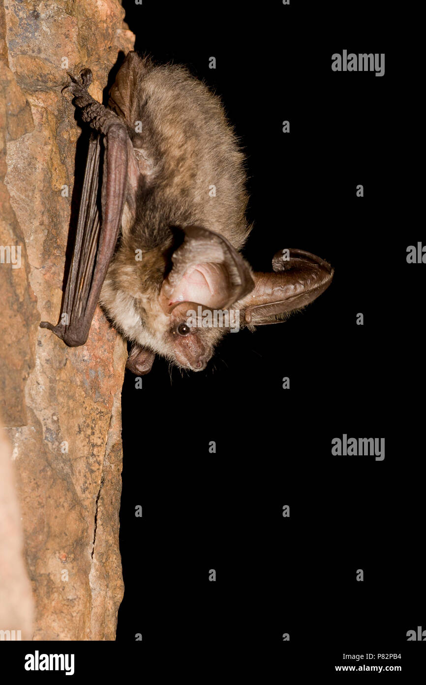 Grijze Grootoorvleermuis, Grey Long-eared Bat, Plecotus Austriacus ...