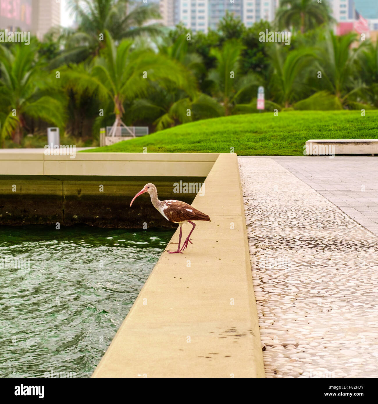 Urban ibis. Bay side of Miami, Florida, USA. American white ibis ...