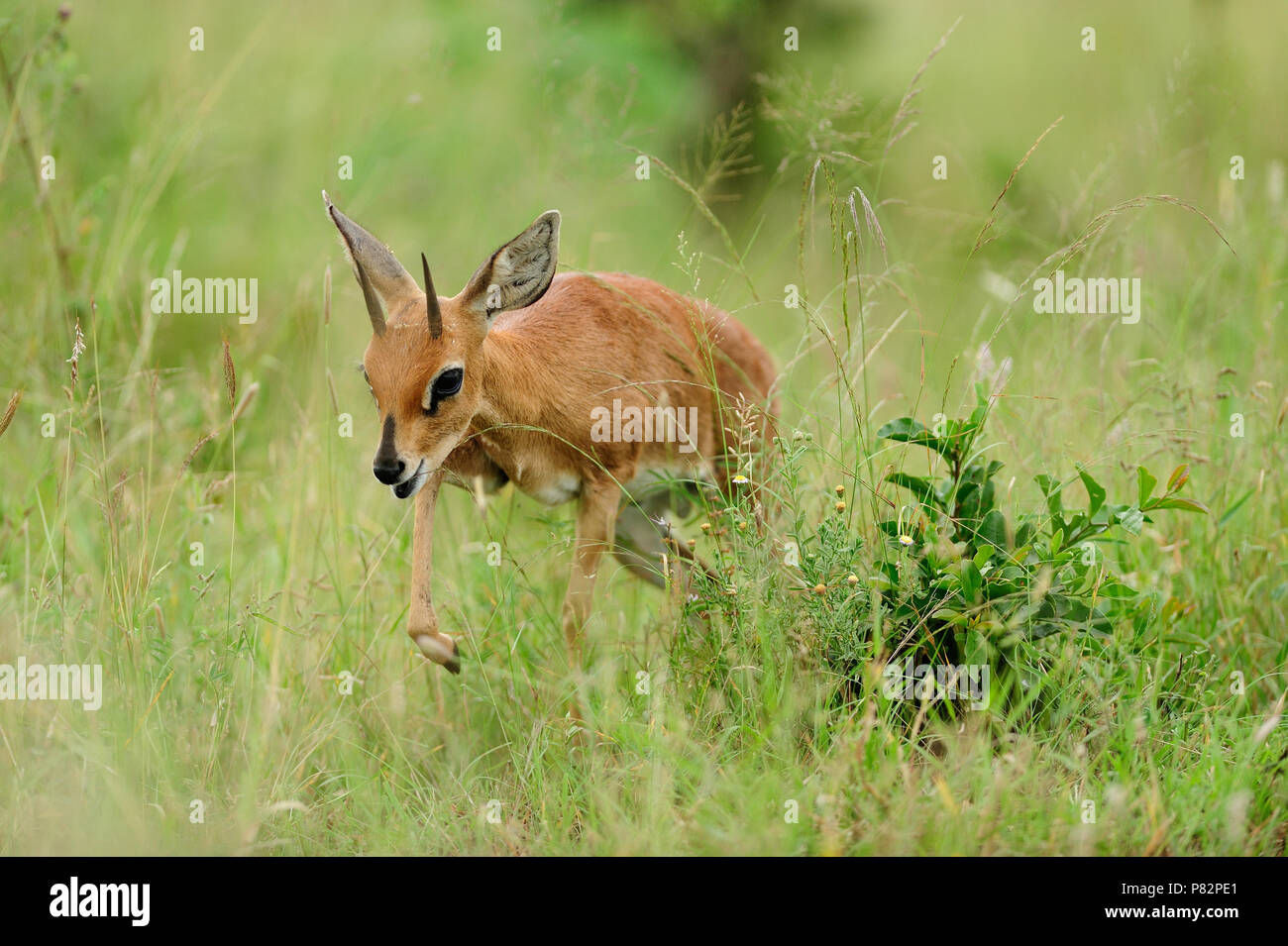 Steenbuck hi-res stock photography and images - Alamy