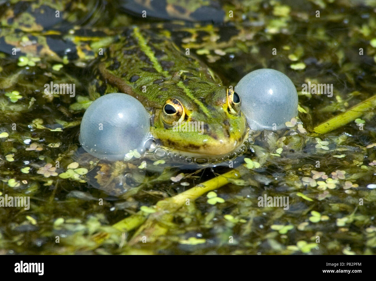 Groene kikker hi-res stock photography and images - Alamy