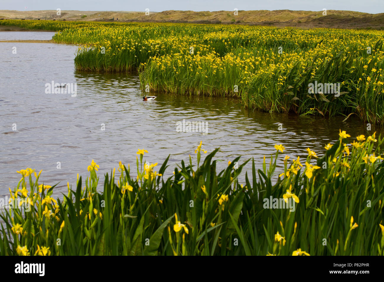 Lissen hi-res stock photography and images - Alamy