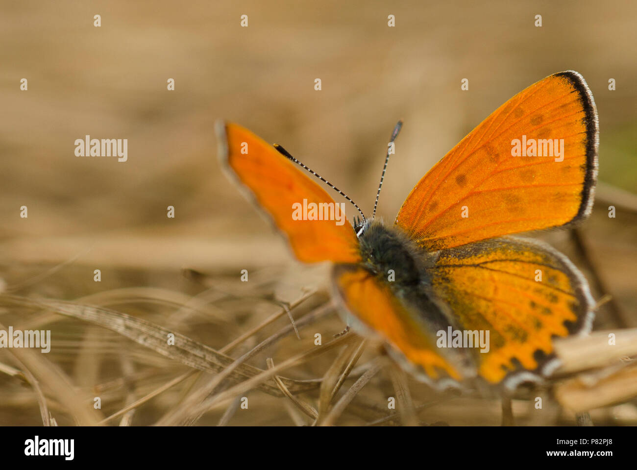 Large copper butterflies hi-res stock photography and images - Alamy