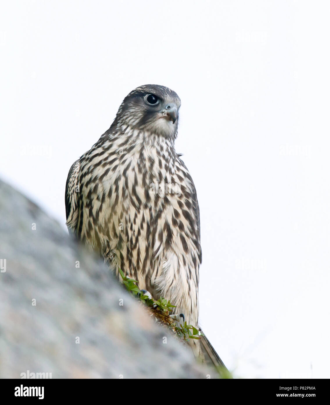 Gyrfalcon (Falco rusticolus) juvenile Stock Photo - Alamy