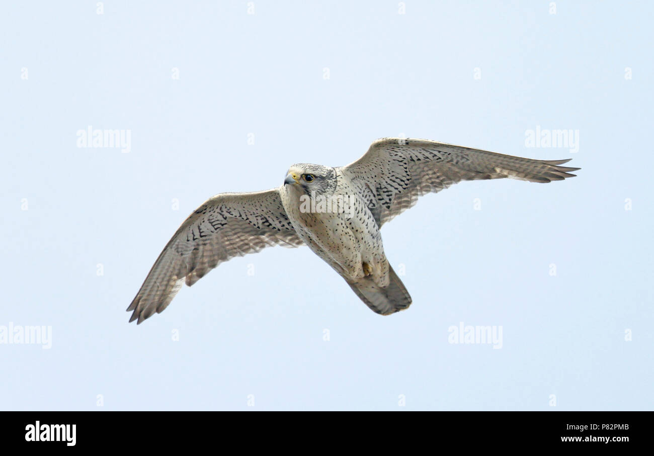 Gyrfalcon (Falco rusticolus) adult male Stock Photo - Alamy