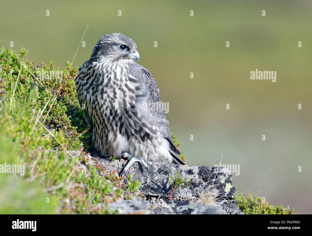 Gyrfalcon (Falco rusticolus) juvenile Stock Photo - Alamy