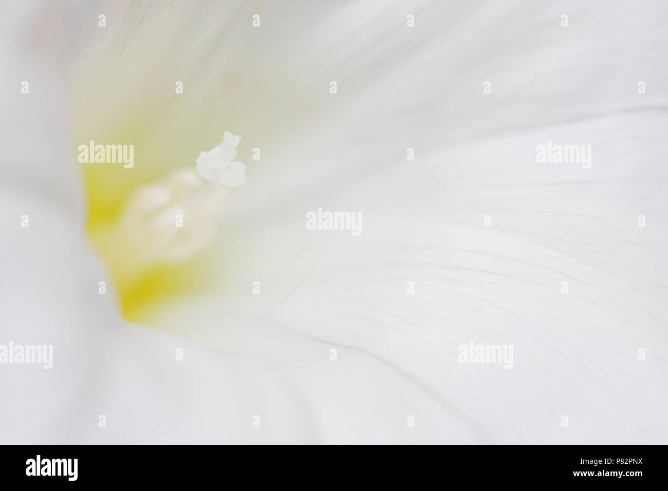 Hagewinde hi-res stock photography and images - Alamy