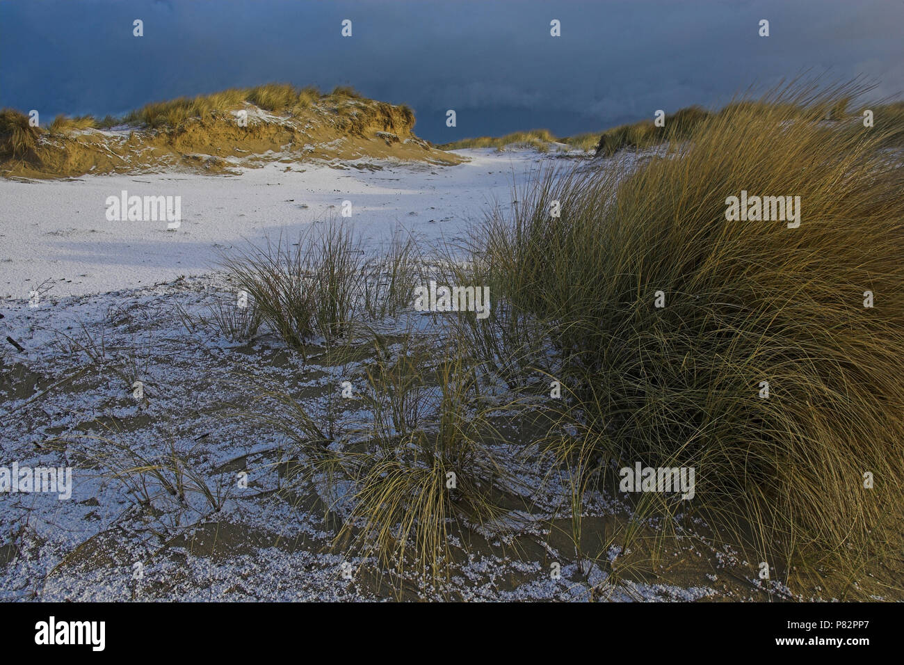 Duinen in de winter; Coastal dunes in winter Stock Photo - Alamy