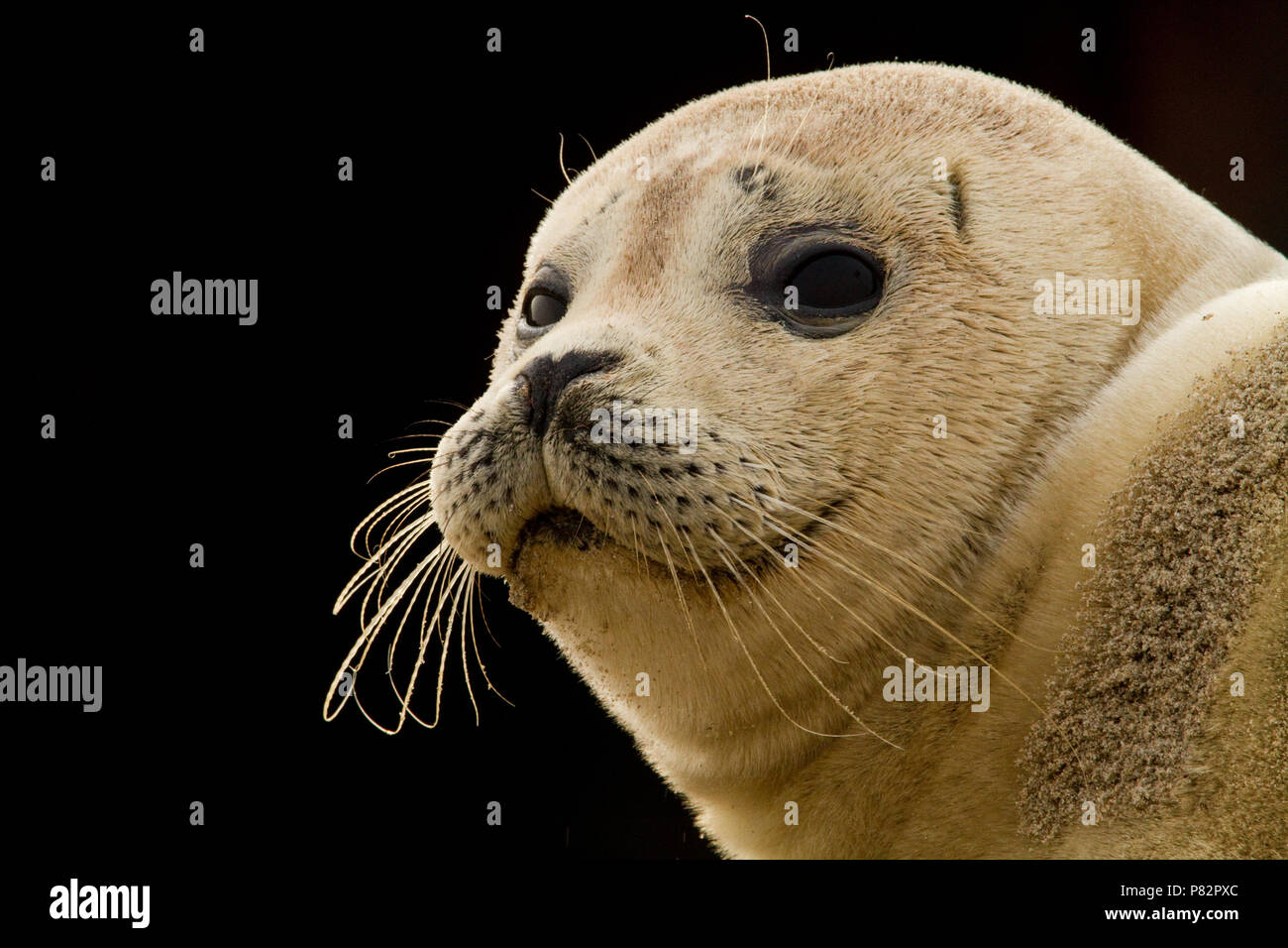 Seal head close up hi-res stock photography and images - Alamy