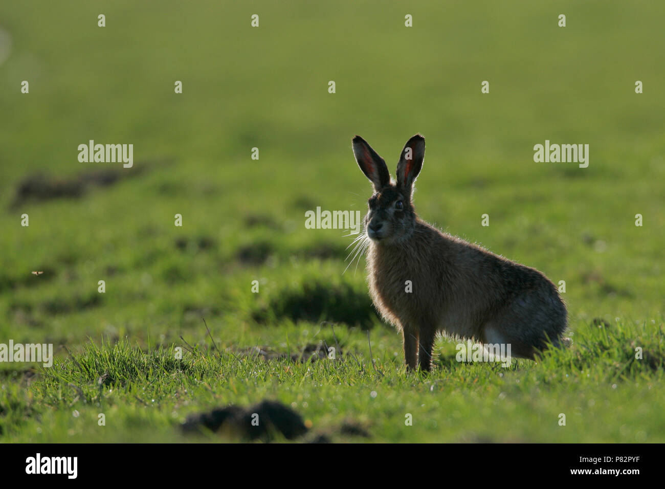 Europese haas hi-res stock photography and images - Alamy