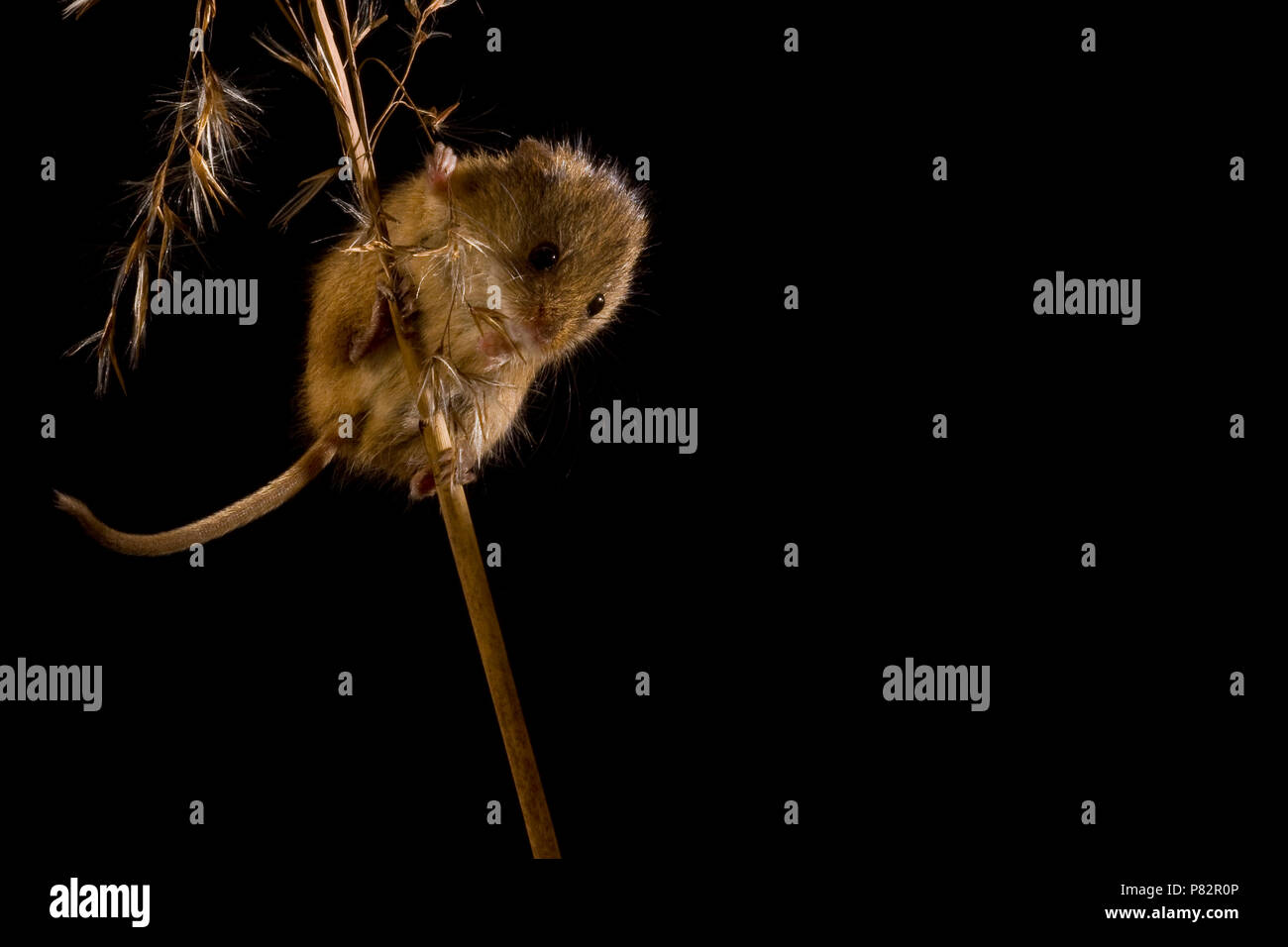 Oogstmuis hi-res stock photography and images - Alamy