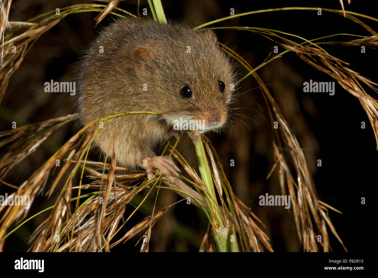 Harvest mouse eating hi-res stock photography and images - Alamy