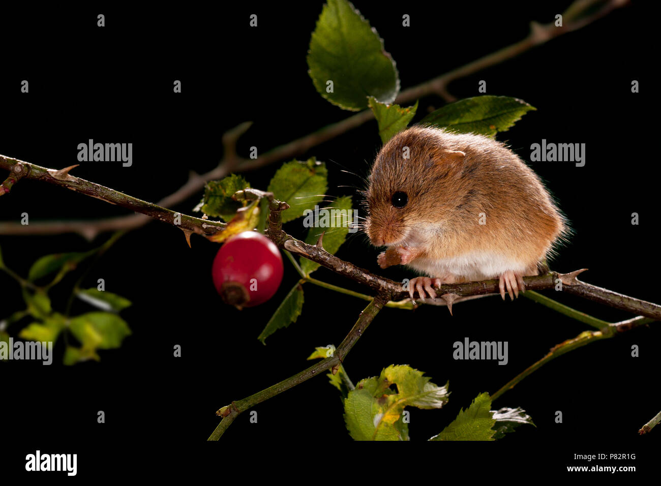 Foraging mouse hi-res stock photography and images - Alamy