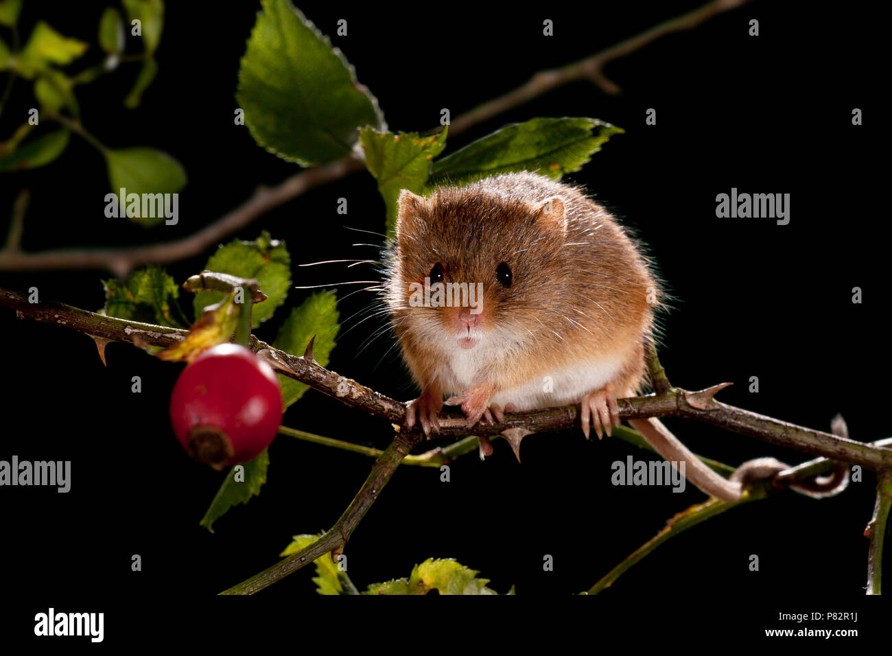Foraging mouse hi-res stock photography and images - Alamy