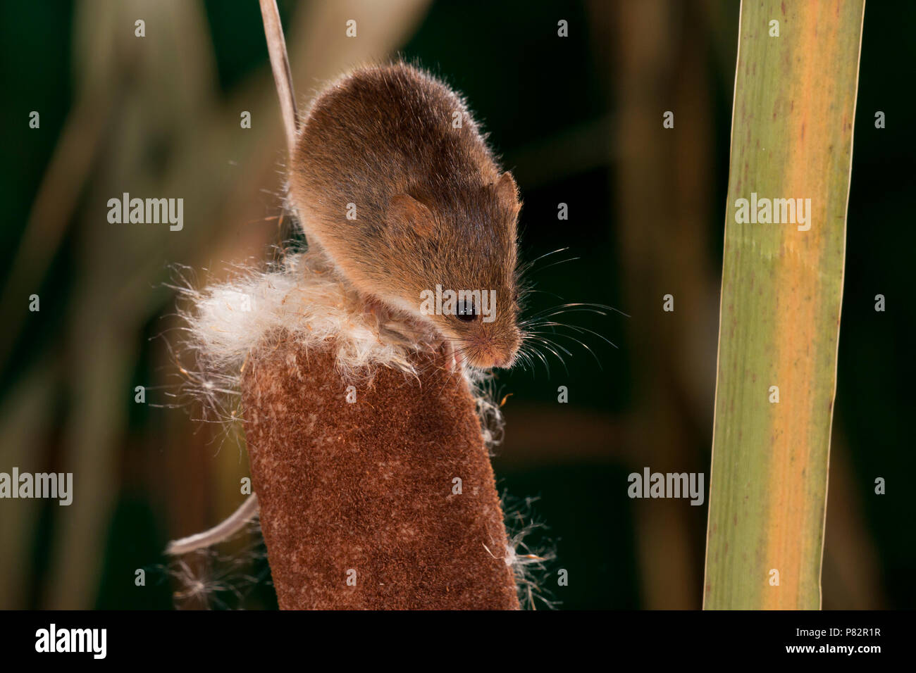 Dwergmuis in rietpluim; Harvest Mouse in reed stem Stock Photo - Alamy