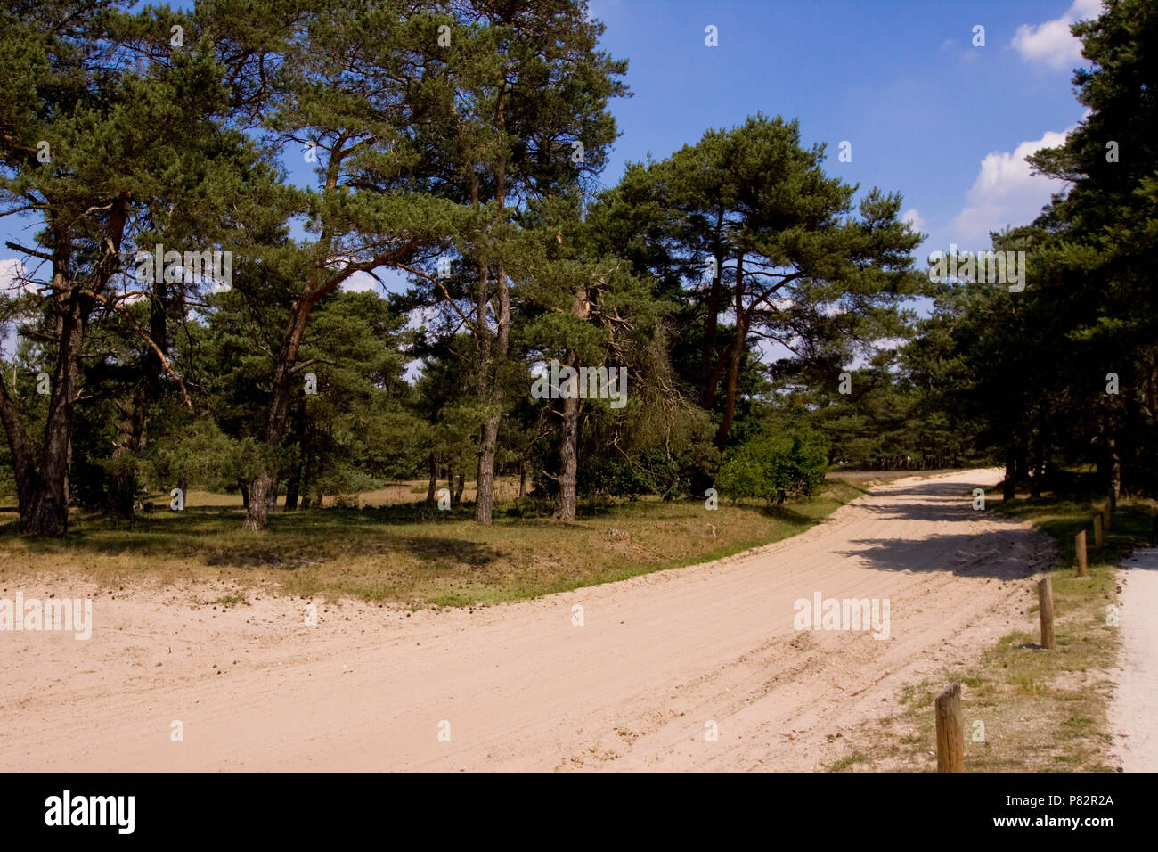 Bospad in het bos bij Havelte; Forest road in forest at Havelte Stock ...