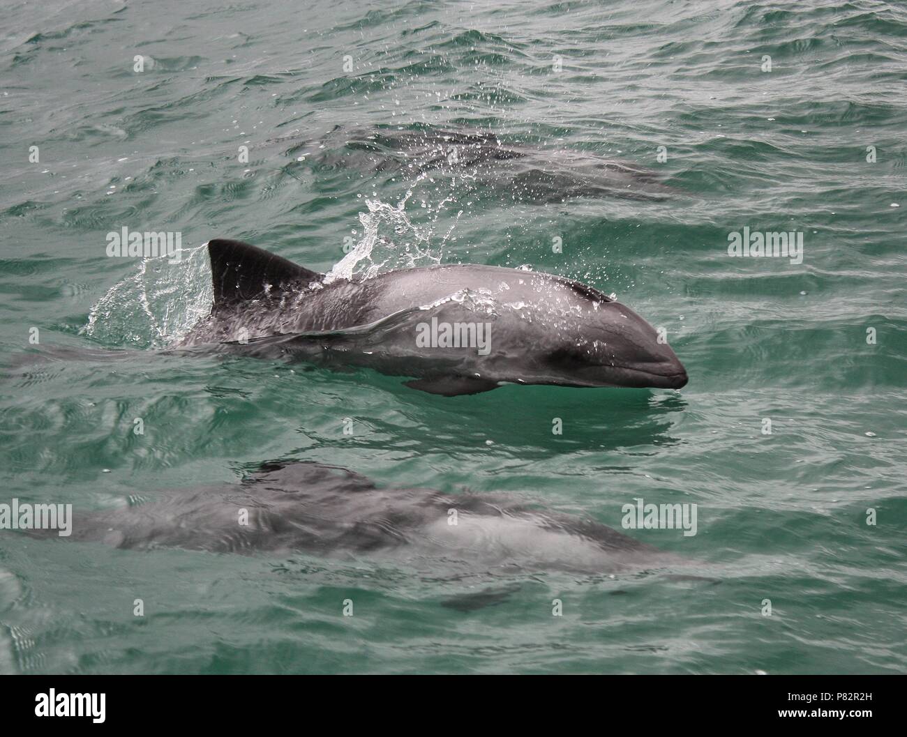 Cephalorhynchus Stock Photos & Cephalorhynchus Stock Images - Alamy