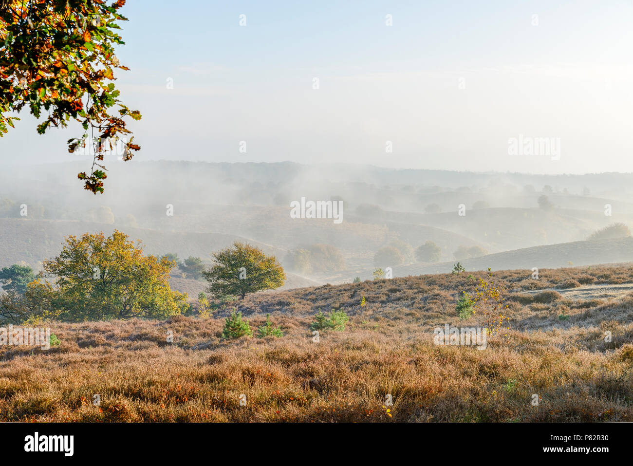 Zijperberg hi-res stock photography and images - Alamy