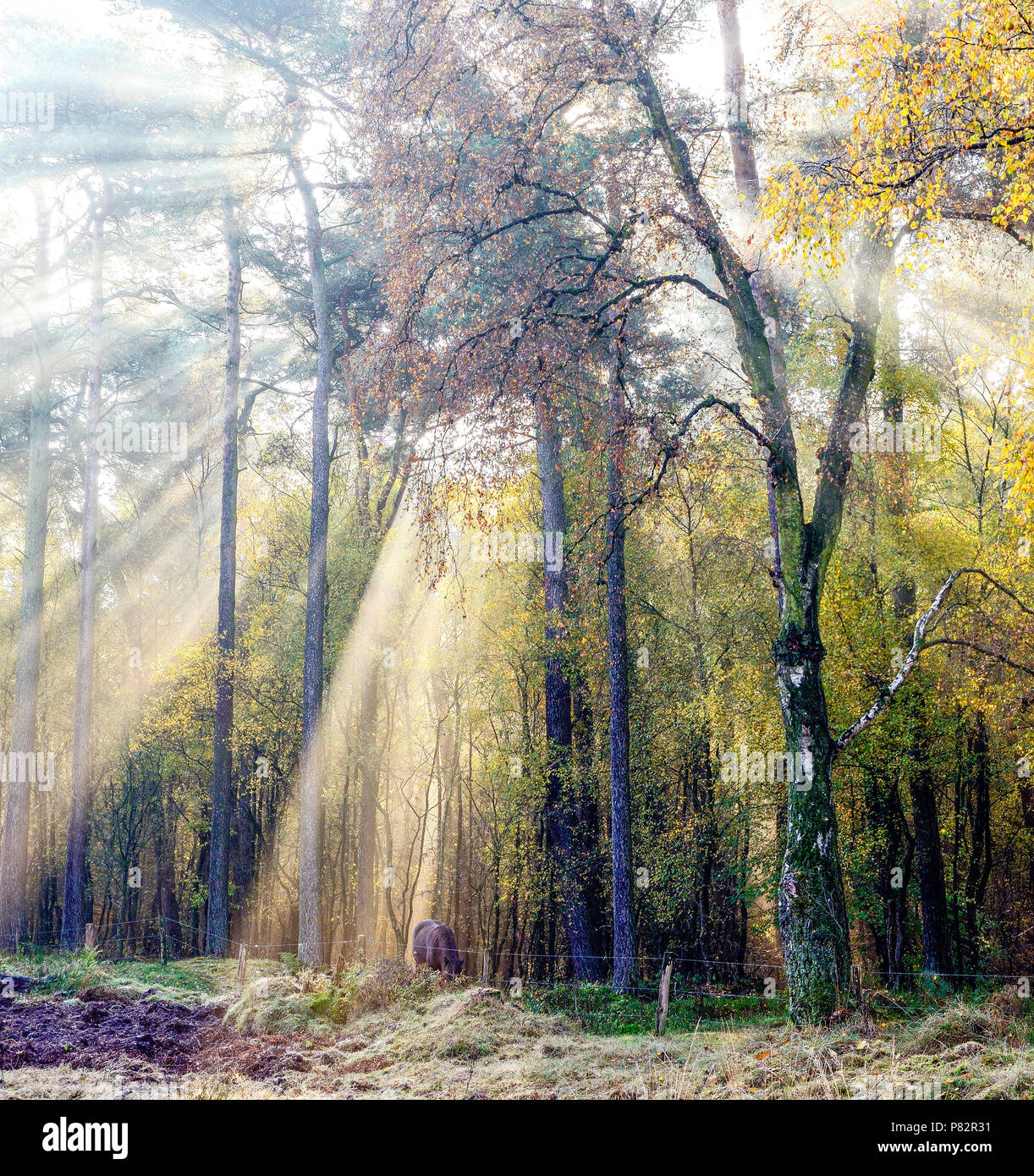 Zijperberg hi-res stock photography and images - Alamy