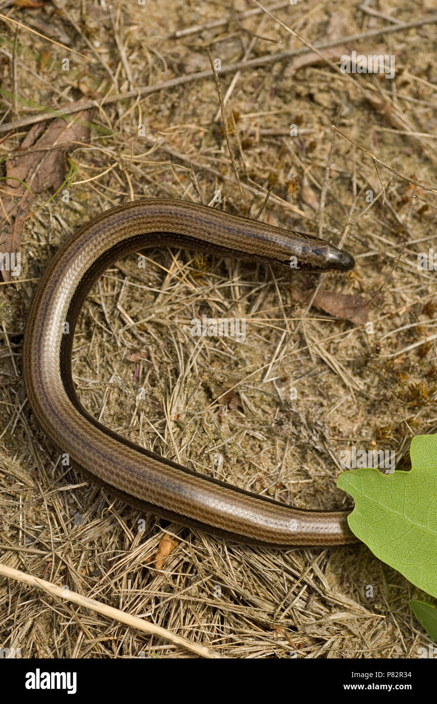 Reptiles of europe hi-res stock photography and images - Alamy
