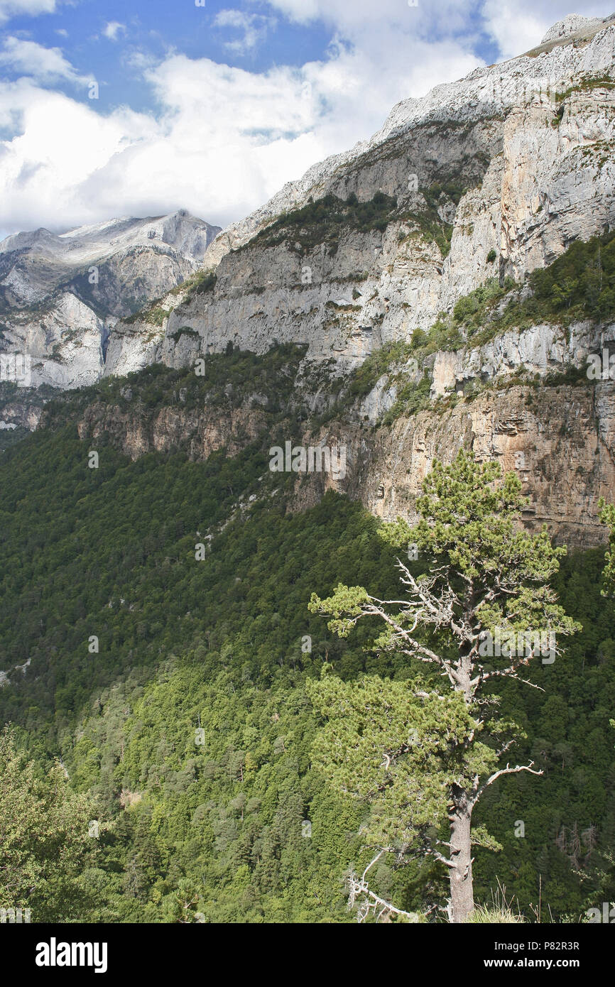 Pyreneen hi-res stock photography and images - Alamy