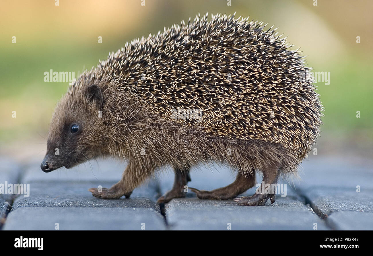 Hedgehog crossing the road, Egel de weg overstekend Stock Photo - Alamy