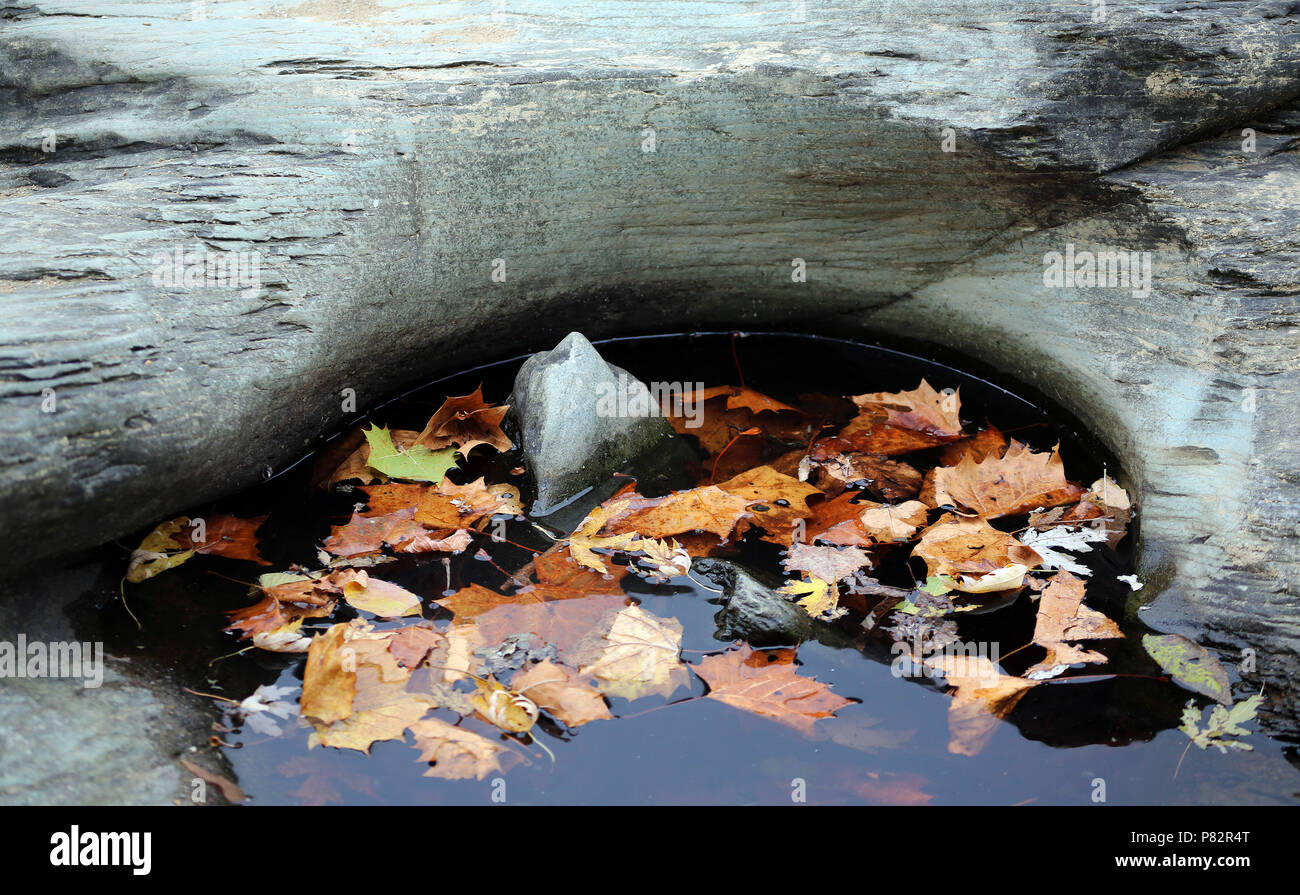 fall leaves float on water in a rock pot hole along the Susquehanna ...