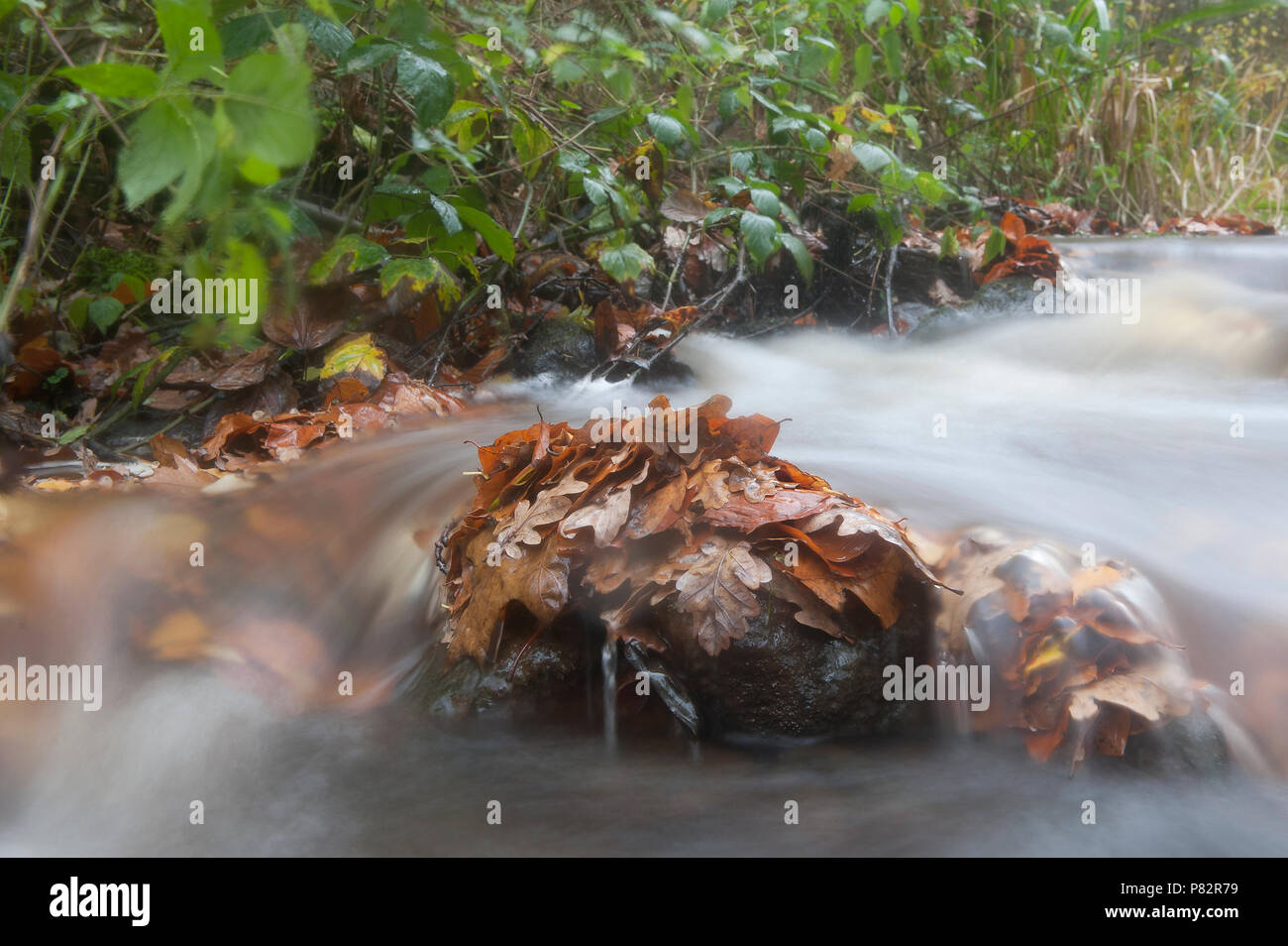 Herfstbladeren op een steen in een beek; Leaves at a stone in a river ...