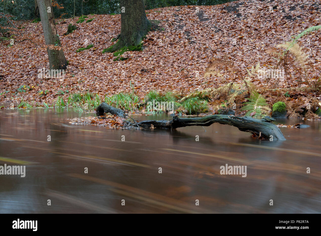 Beukenblad hi-res stock photography and images - Alamy