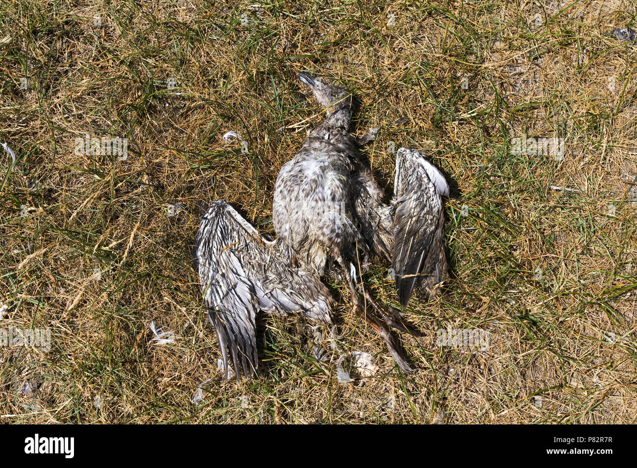 Marc Guyt / www.agami.nl Stock Photo - Alamy