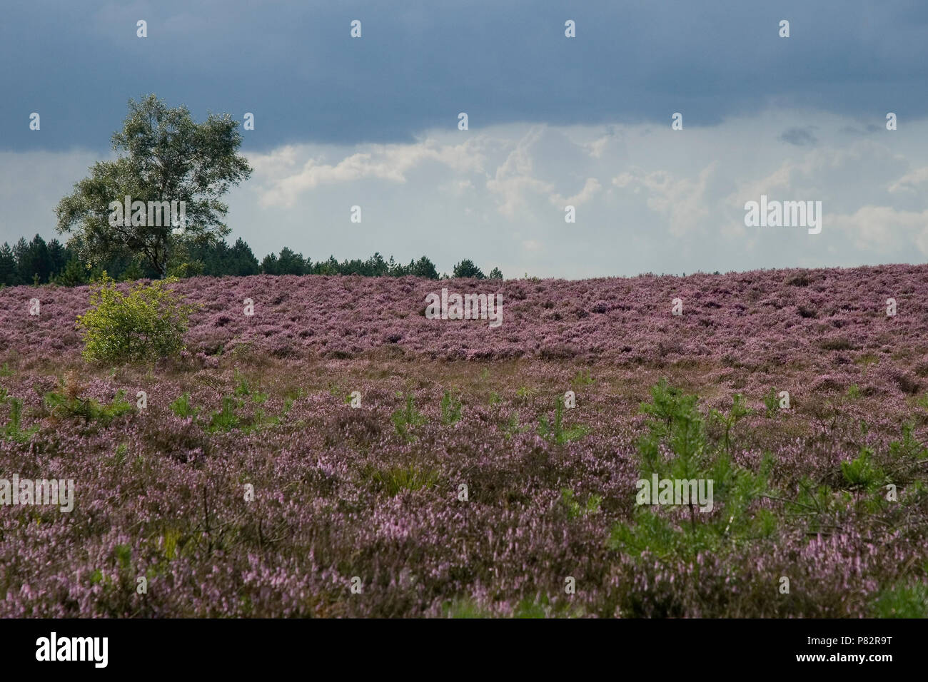 Nationaal park de hoge veluwe national park hi-res stock photography ...