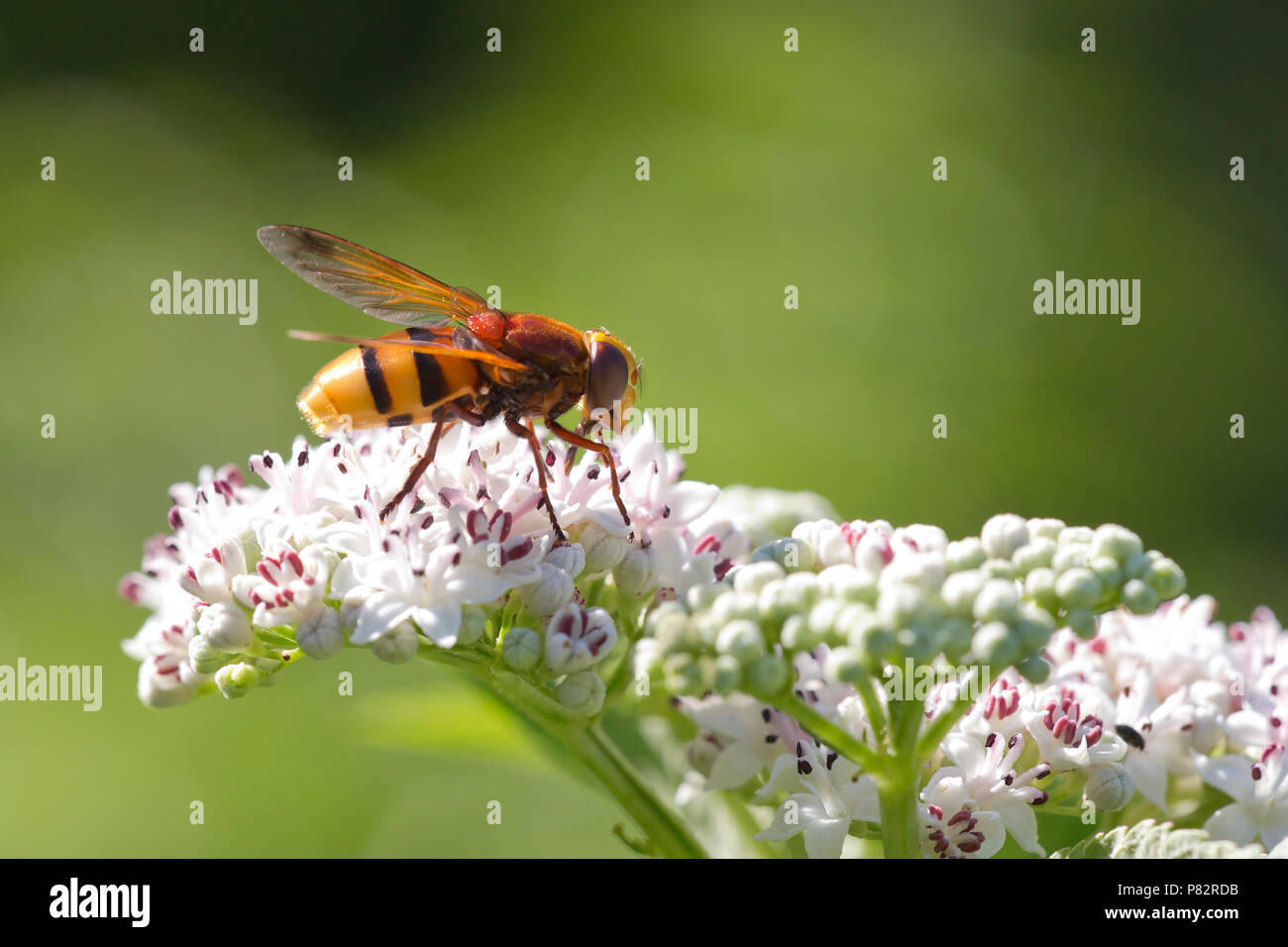 Stadsreus; Hornet Mimic Hoverfly; Volucella zonaria Stock Photo - Alamy