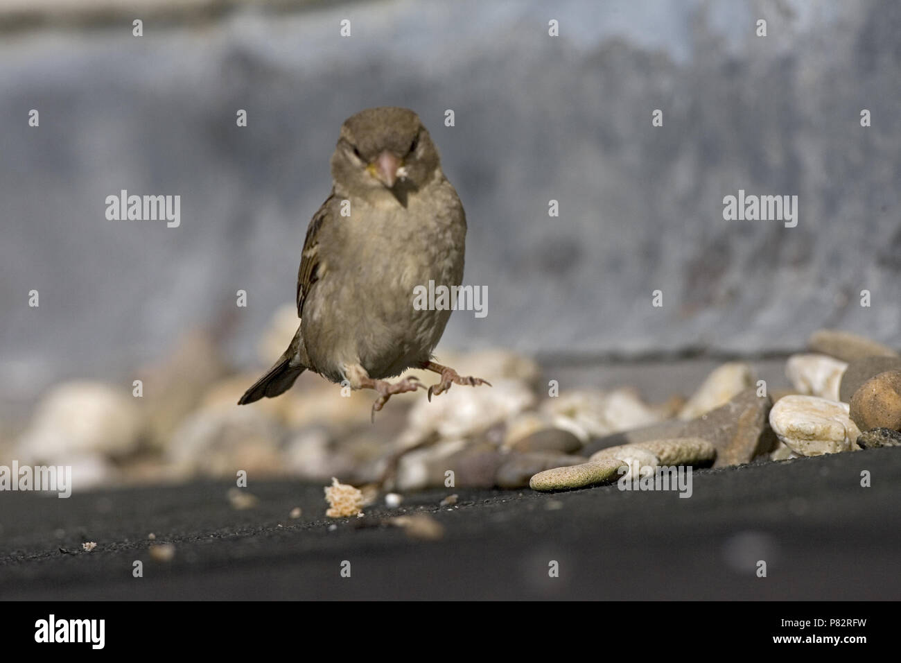 Sparrow jumping hi-res stock photography and images - Alamy