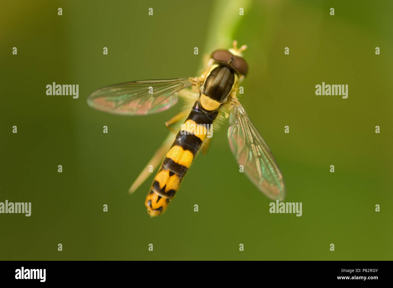 Zweefvlieg hi-res stock photography and images - Alamy